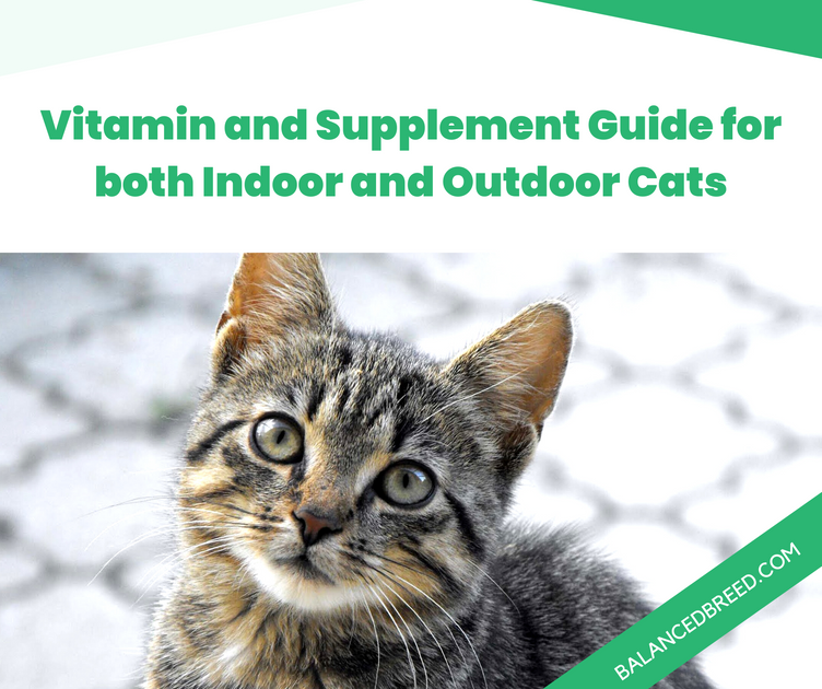 The Lifestyle-Focused Vitamin and Supplement Guide: Indoor Outdoor Cat ...